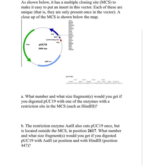 Solved As shown below, it has a multiple cloning site (MCS) | Chegg.com