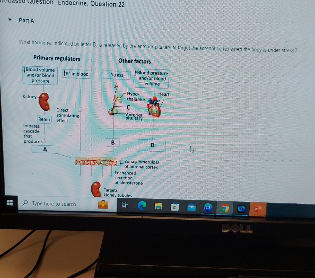 Solved What hormone, indicated by letter B, is released by | Chegg.com