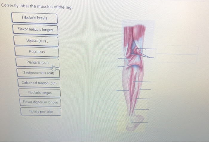 Solved Correctly label the muscles of the leg. Fibularis | Chegg.com