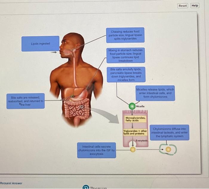 Triglyceride breakdown Glycogenesis Glycogenolysis | Chegg.com