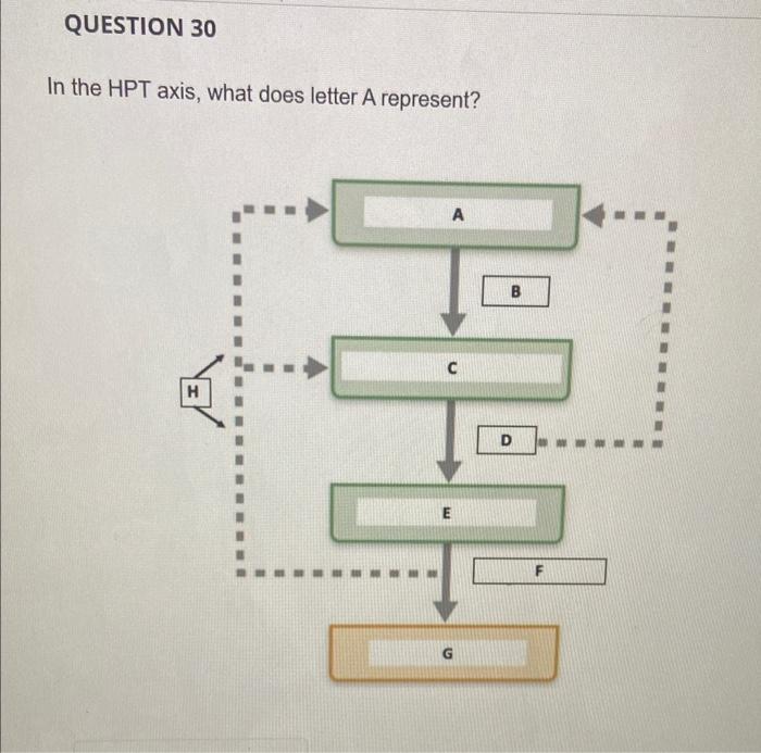 Solved In the HPT axis, what is the letters A, B, C, D, E, | Chegg.com