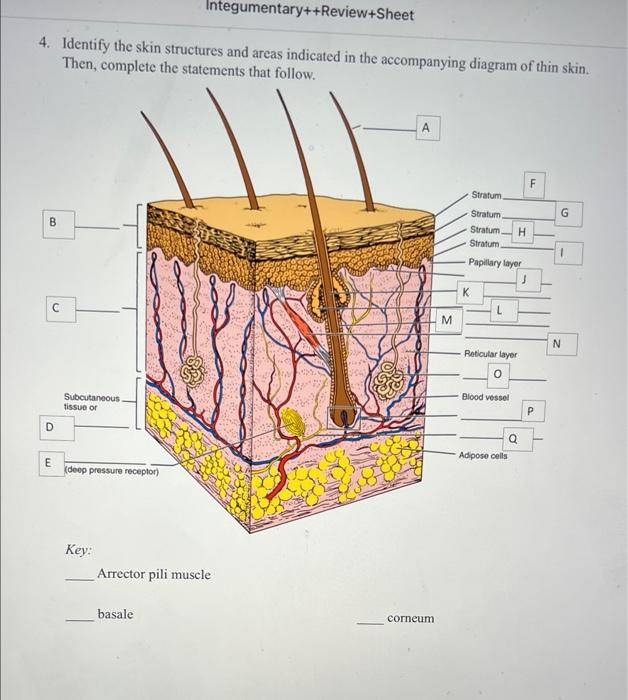 Solved 4. Identify the skin structures and areas indicated | Chegg.com