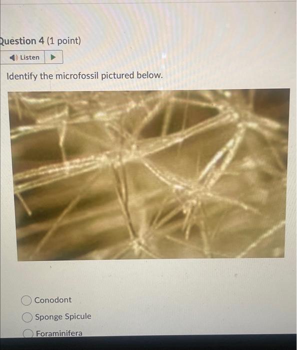 Solved Identify the microfossil pictured | Chegg.com