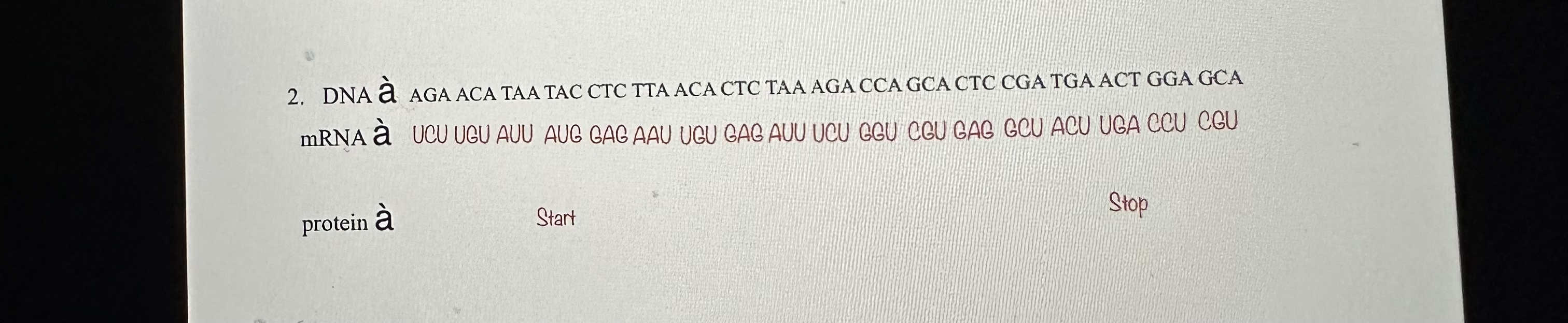 Solved DNA à ﻿AGA ACA TAA TAC CTC TTA ACA CTC TAA AGA CCA | Chegg.com