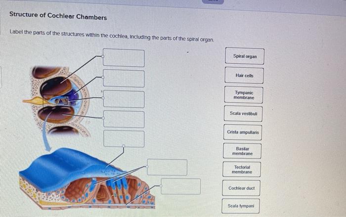 Structure of Cochlear Chambers Label the parts of the | Chegg.com