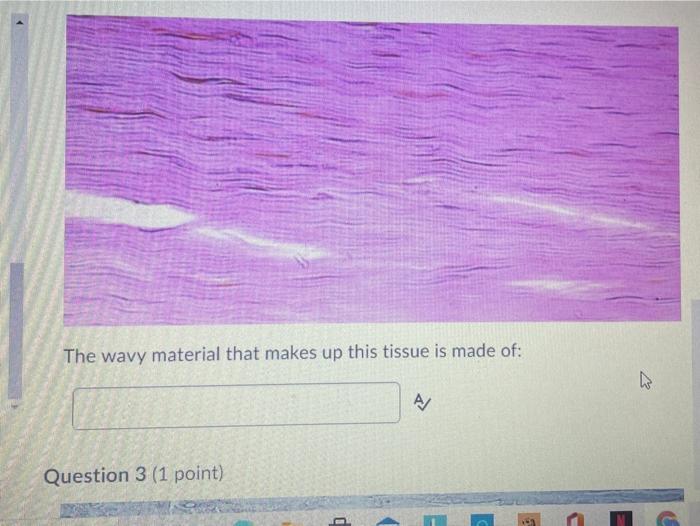 Solved The wavy material that makes up this tissue is made | Chegg.com