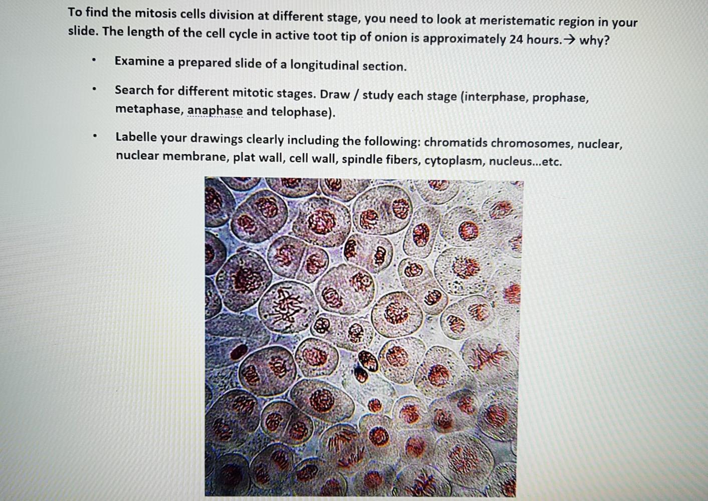 Solved Lab3. Cell Division (Mitosis and Meiosis) Objective: | Chegg.com