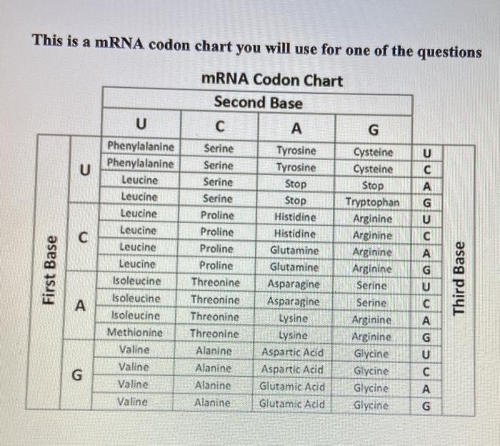 Solved This is a mRNA codon chart you will use for one of | Chegg.com