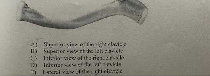 Right Vs Left Clavicle