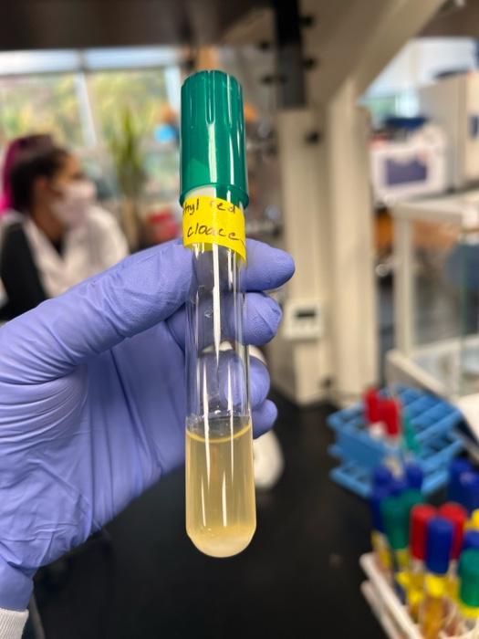 Solved Lab Report: Gram negative tests Name: Section/Date: | Chegg.com