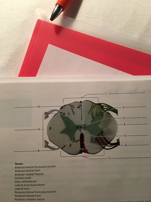 Solved 10 3 6. Terms: Anterior/ventral funiculus/column | Chegg.com