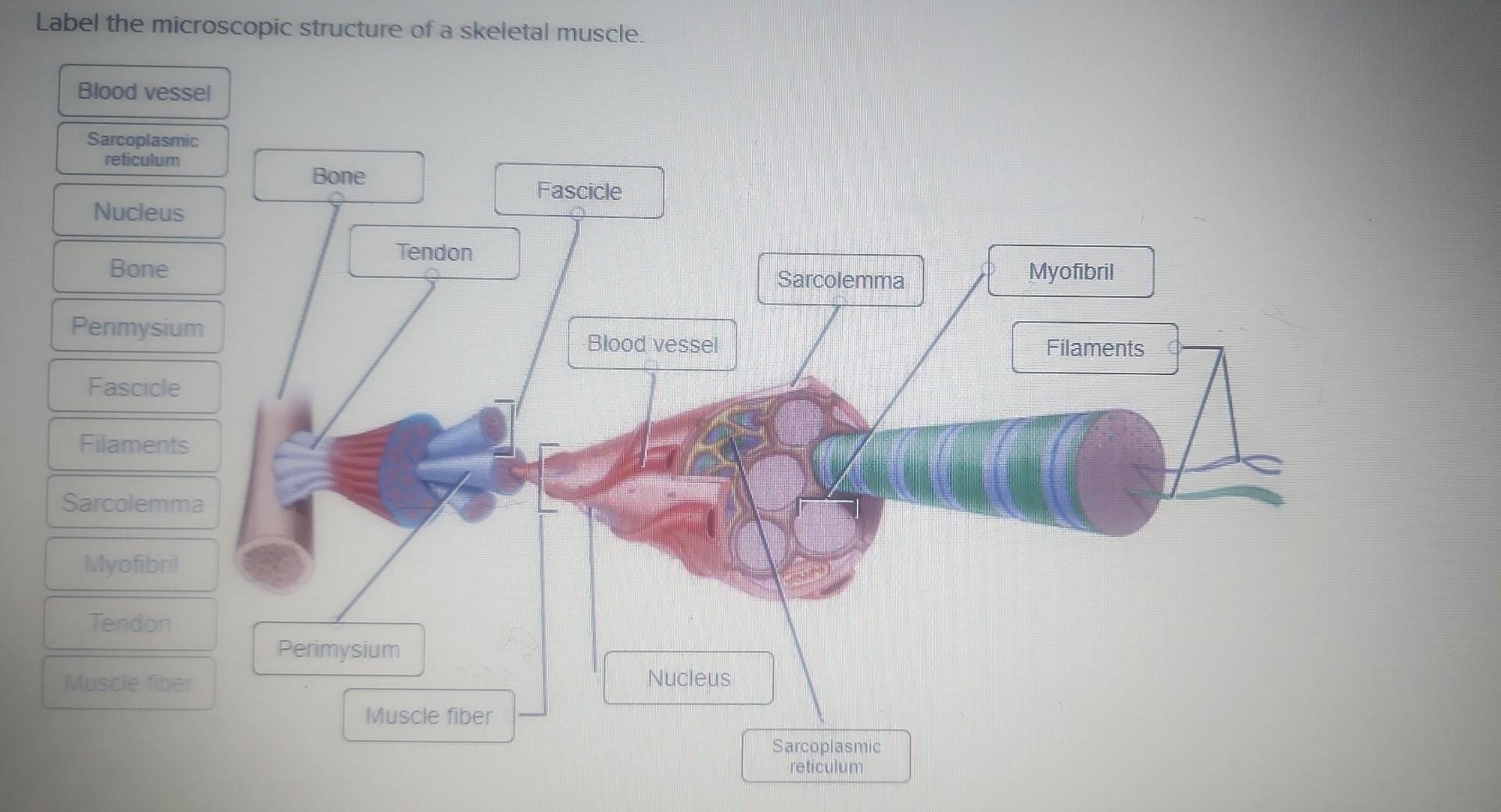 Solved Label the microscopic structure of a skeletal muscle. | Chegg.com