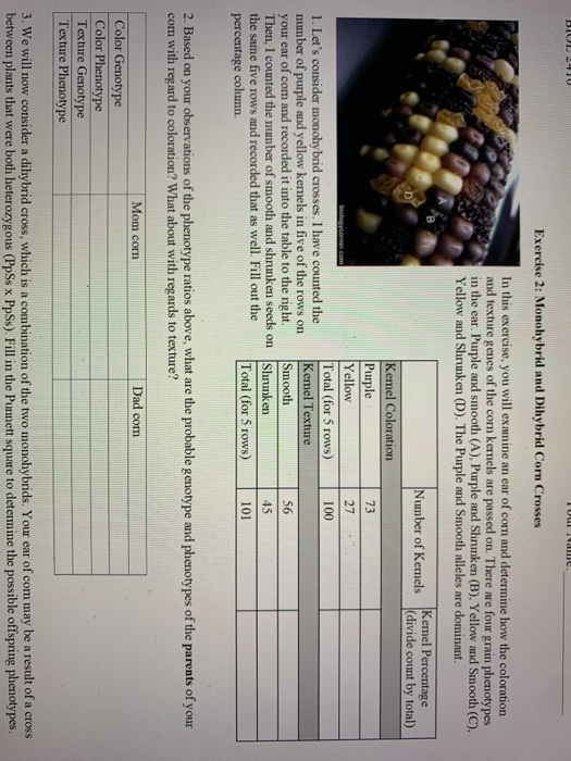 Solved DIUL 24U TUU No. Exercise 2: Monohybrid and Dihybrid | Chegg.com