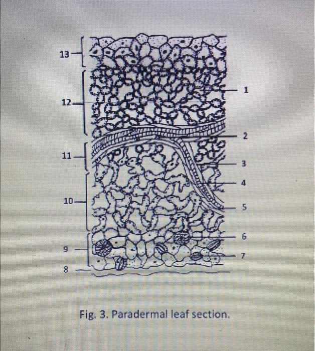 Solved Match structures 1-13 on Fig. 3 with correct answers | Chegg.com