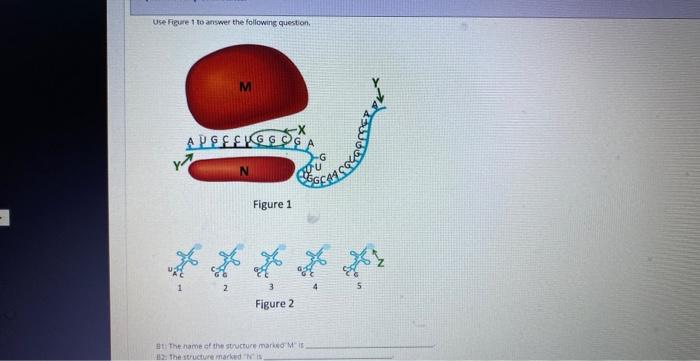 Solved Use Figure 1-to answer the following question. Bti | Chegg.com