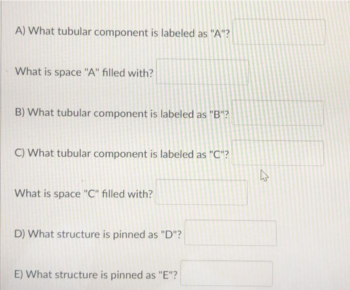 Solved A) What tubular component is labeled as "A"? What is | Chegg.com