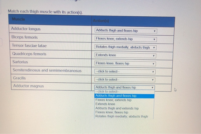 Solved Match each thigh muscle with its action(s). Muscle | Chegg.com
