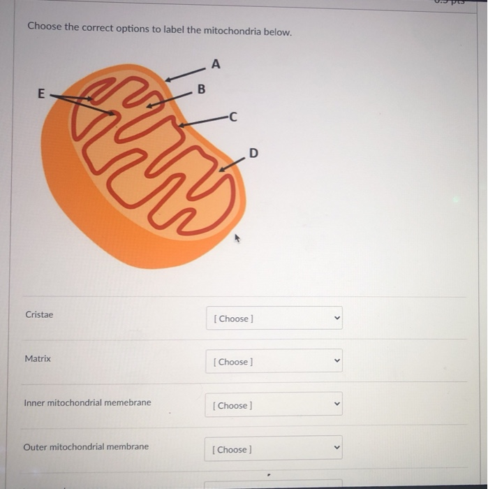 Choose the correct options to label the mitochondria | Chegg.com