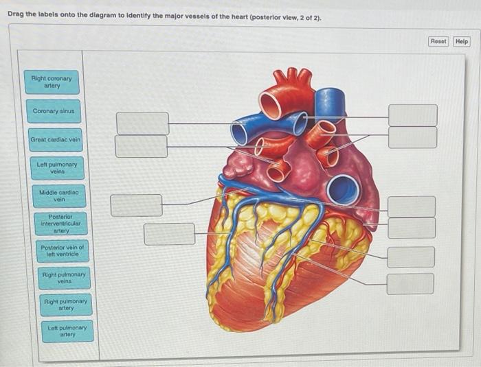 Solved Drag the labels onto the diagram to identify the | Chegg.com