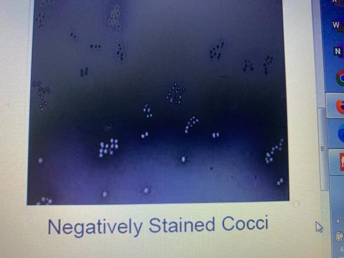 Solved W N C Negatively Stained Cocci ns. Name Date Lab | Chegg.com