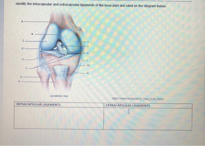 Solved Identify the intracapsular and extracapsular | Chegg.com
