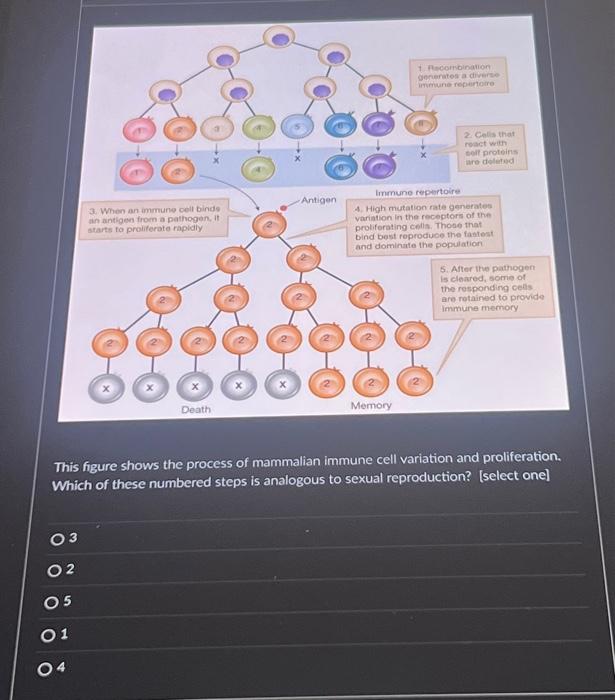Solved This figure shows the process of mammalian immune | Chegg.com