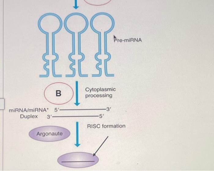Solved a. How does an antisense gene control gene | Chegg.com