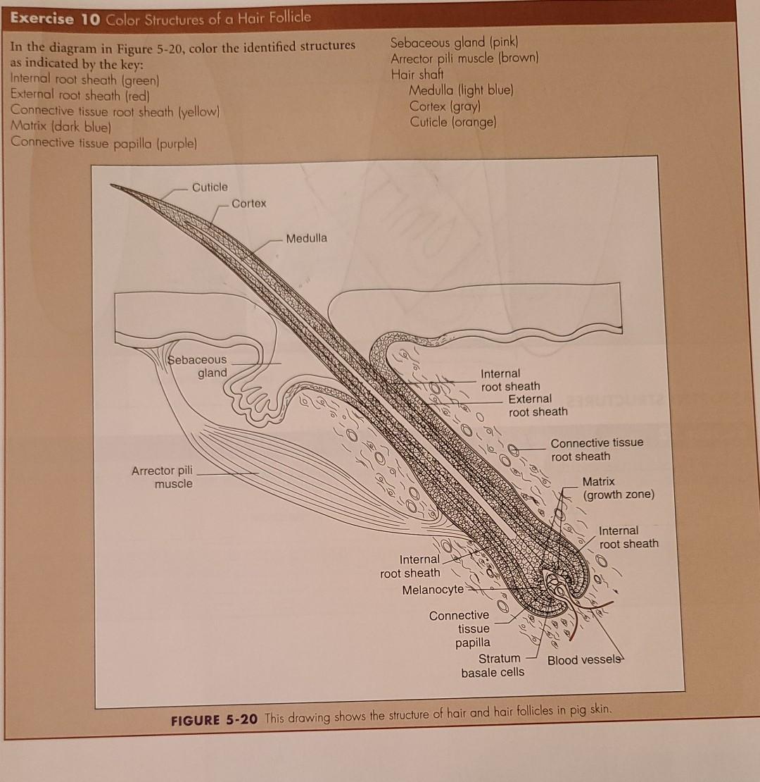 Solved Exercise 10 Color Structures of a Hair Follicle In | Chegg.com