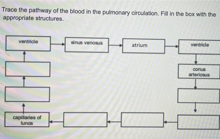 Solved Trace the pathway of the blood in the pulmonary | Chegg.com