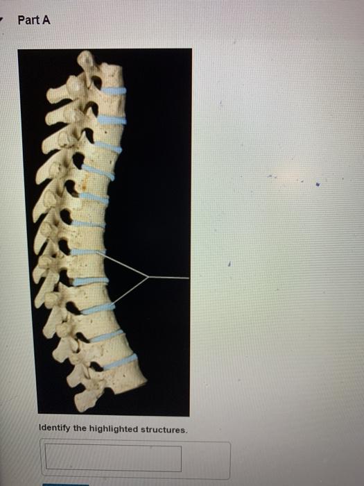 Solved Part A Identify the highlighted structures. | Chegg.com