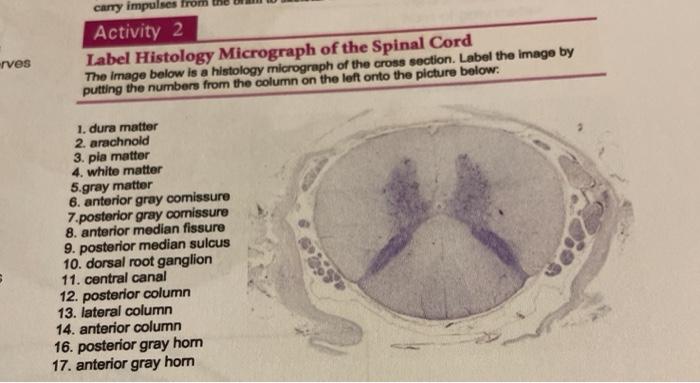 Solved carry impulses from Activity 2 Label Histology | Chegg.com