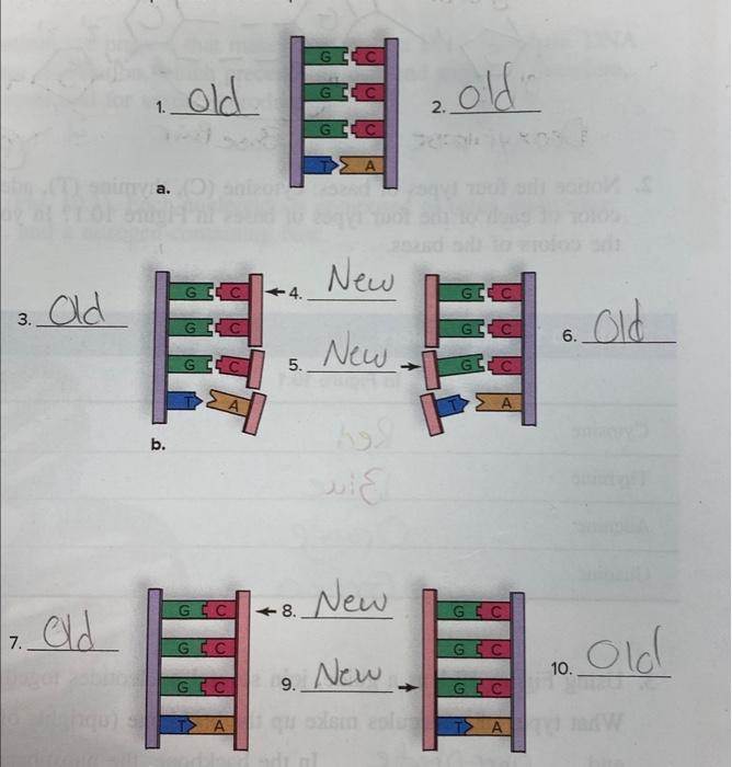 Solved Show that you understand complementary base pairing | Chegg.com