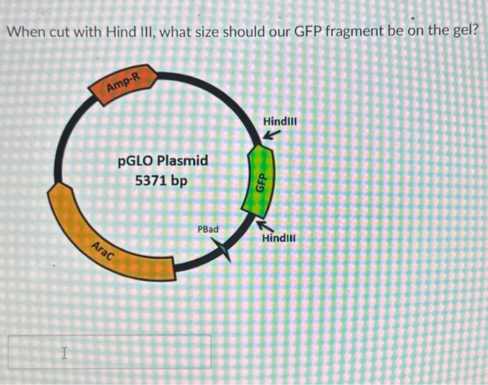 Solved when cut with Hind III, what size should our GFP | Chegg.com