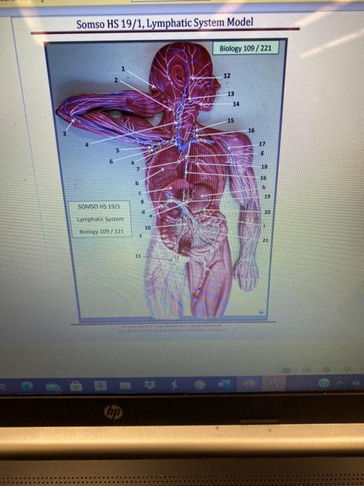 Solved Somso HS 19/1, Lymphatic System Model Biology 109/221 | Chegg.com