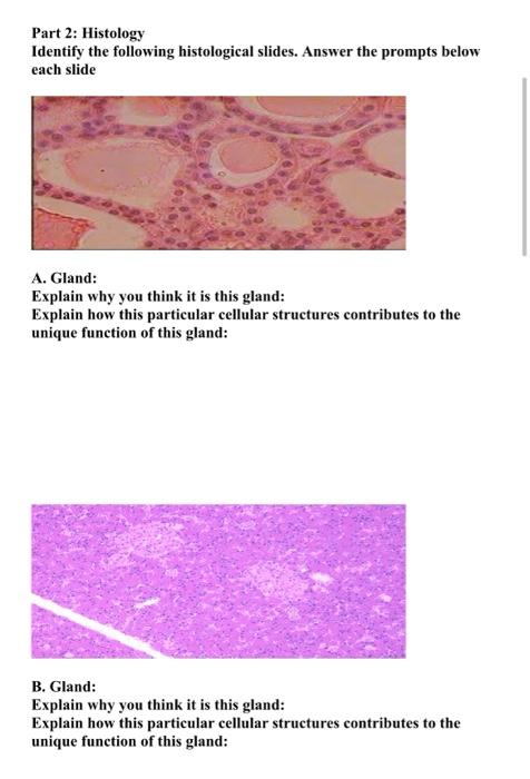 Solved Part 2: Histology Identify the following histological | Chegg.com