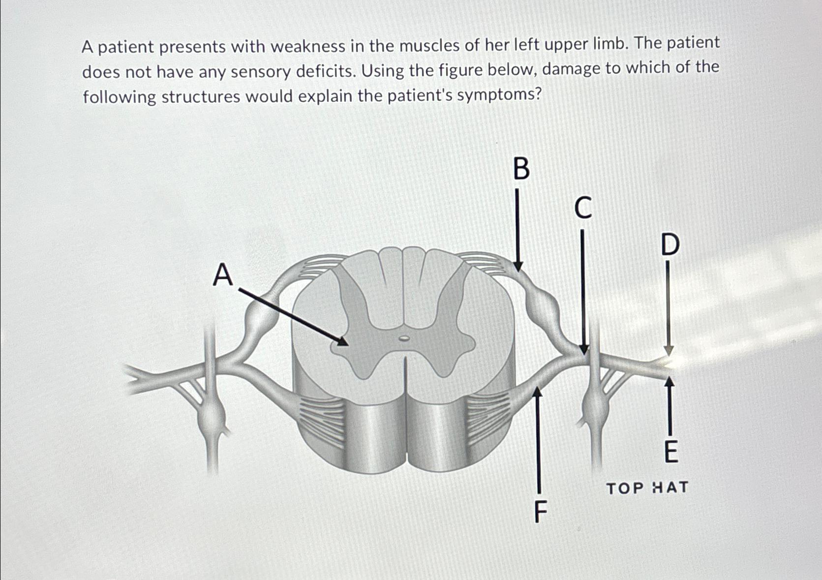 Solved A patient presents with weakness in the muscles of | Chegg.com
