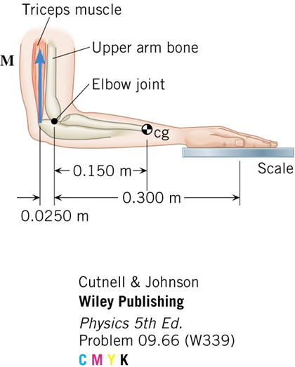 Solved The forearm weighs 20.0 N and has a center of gravity | Chegg.com