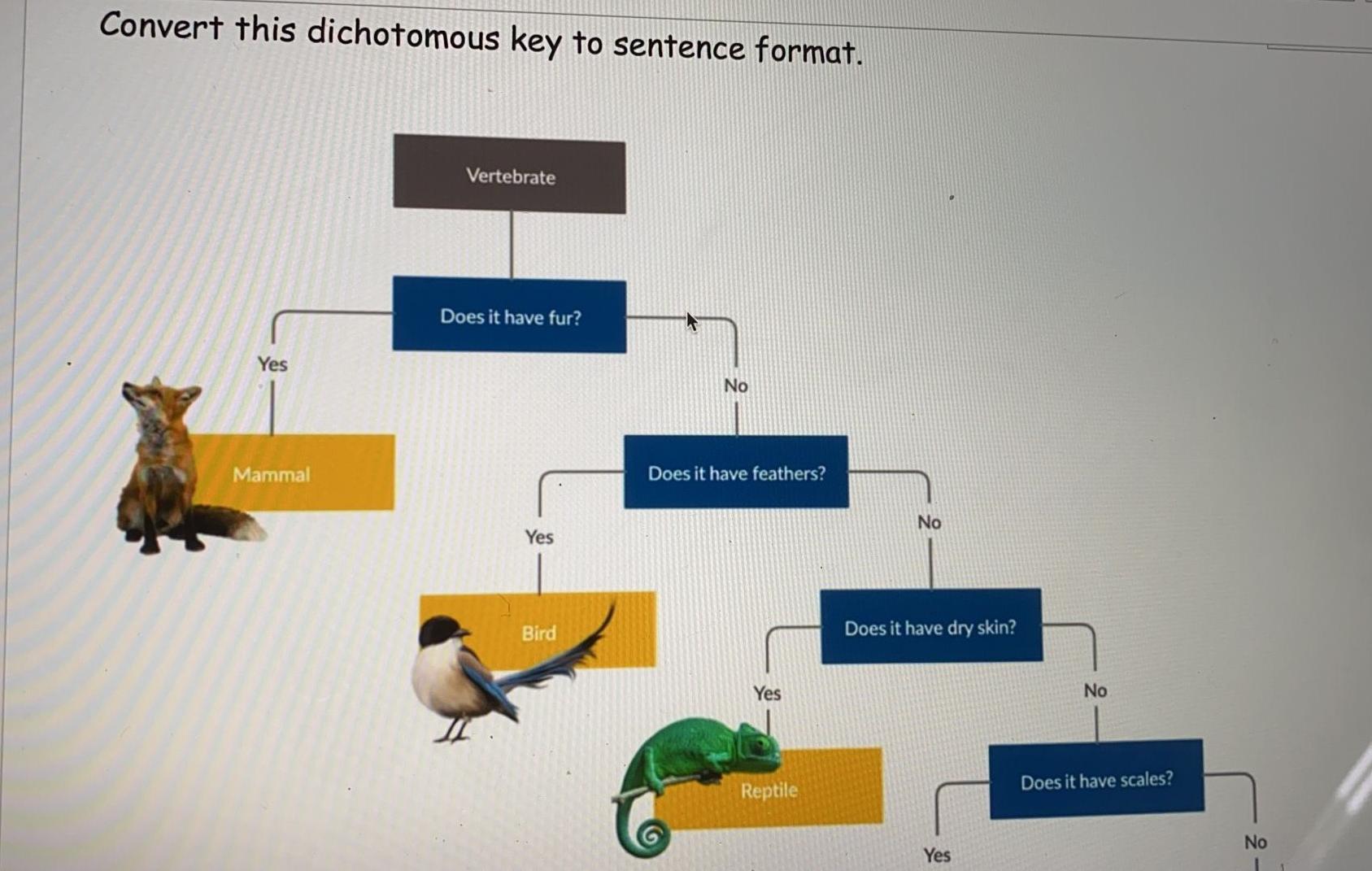 Solved Convert this dichotomous key to sentence format. | Chegg.com