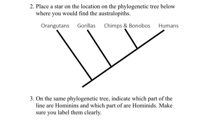 Phylogenetic Tree Of Hominids