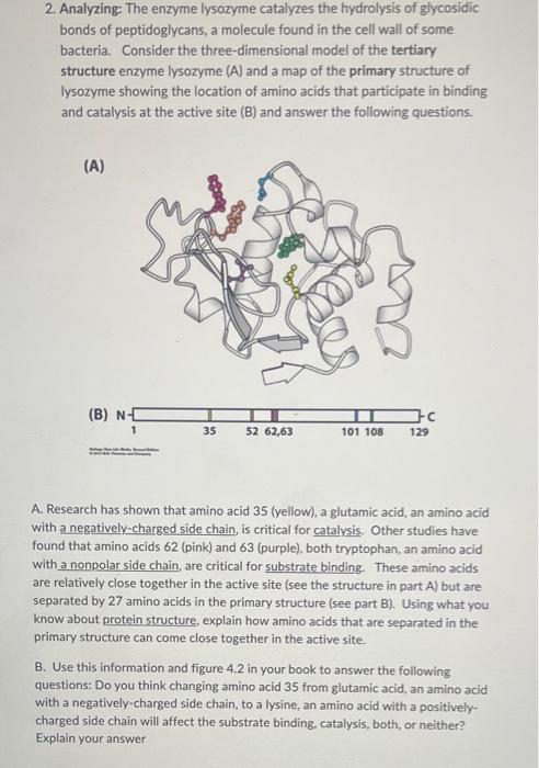 Solved 2. Analyzing: The enzyme lysozyme catalyzes the | Chegg.com