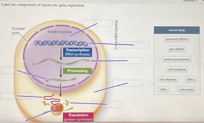 Solved Label the components of eukaryotic gene expression. | Chegg.com
