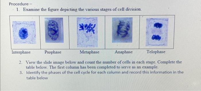 Solved Mitosis in Plant Cells Objectives - Identify the | Chegg.com