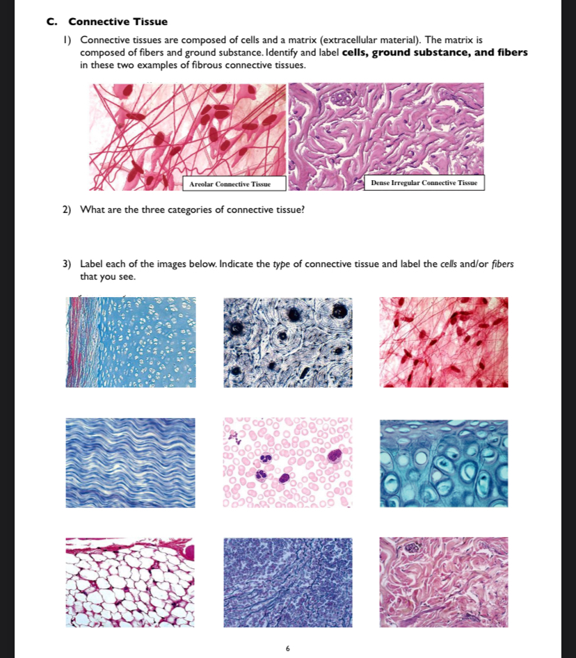 Solved C. ﻿Connective TissueI) ﻿Connective tissues are | Chegg.com