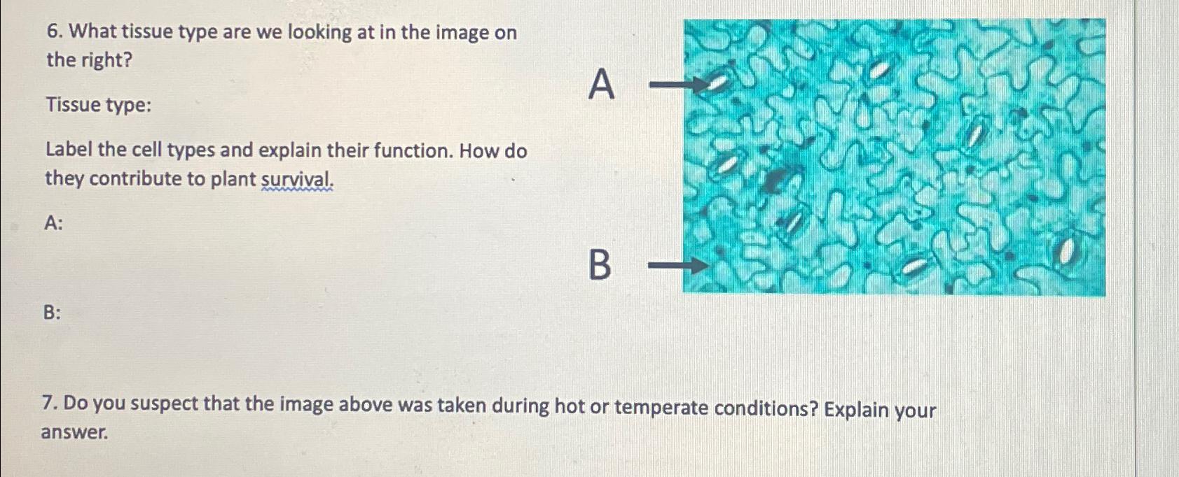 Solved What tissue type are we looking at in the image on | Chegg.com