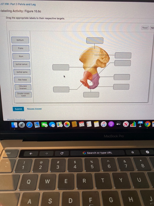 Solved 07 HW: Part 3 Pelvis and Leg --labeling Activity: | Chegg.com