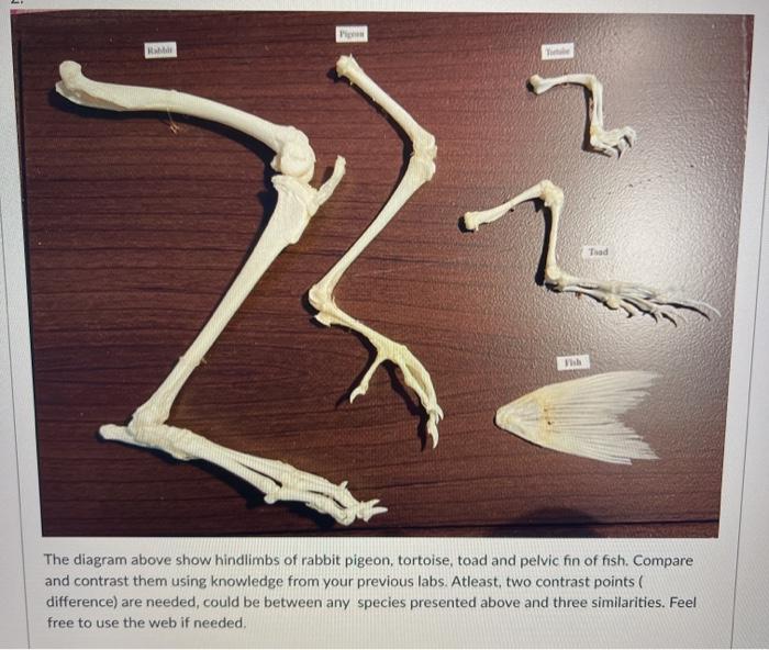 Tur Rabbit Toad Phi The diagram above show forelimbs | Chegg.com