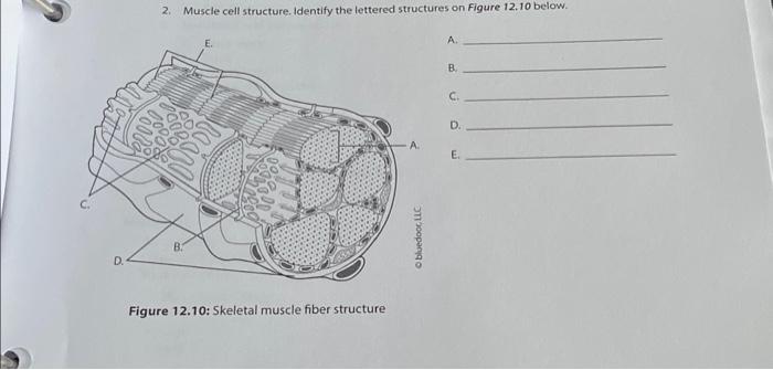 Solved 2. Muscle cell structure. Identify the lettered | Chegg.com
