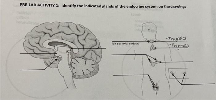 Solved PRE-LAB ACTIVITY 1: Identify the indicated glands of | Chegg.com Solved PRE-LAB ACTIVITY 1: Identify the indicated glands of | Chegg.com