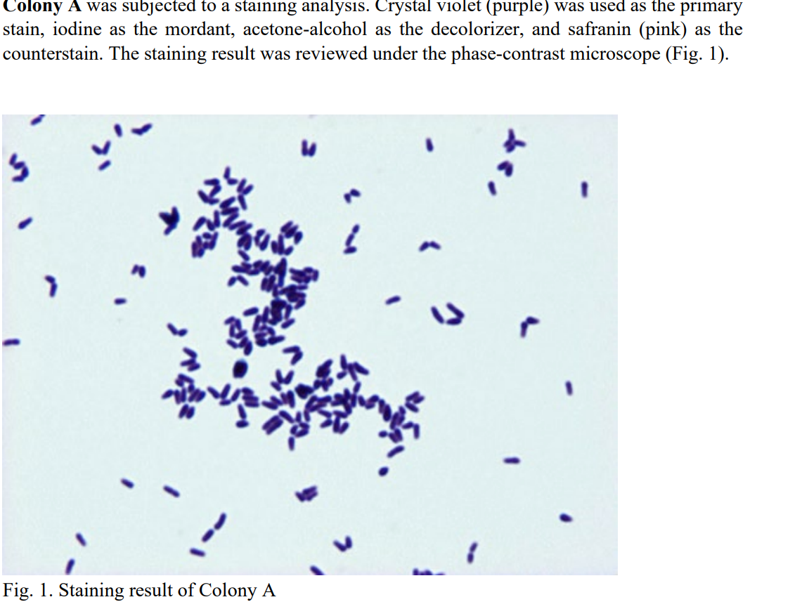 Solved Colony A was subjected to a staining analysis. | Chegg.com