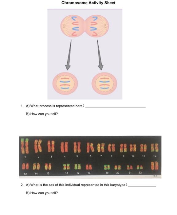 Chromosome Activity Sheet 1. A) What process is | Chegg.com